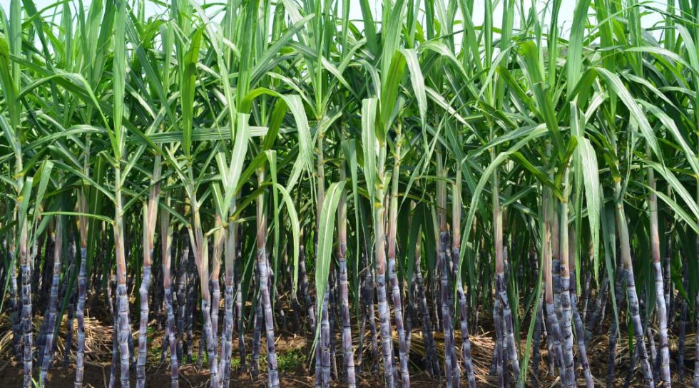 How to Grow Sugar Cane in Your Garden - Gardening Blog